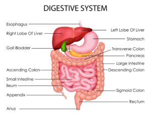 What is the Human Digestive System? | Types, Definition, Structure ...